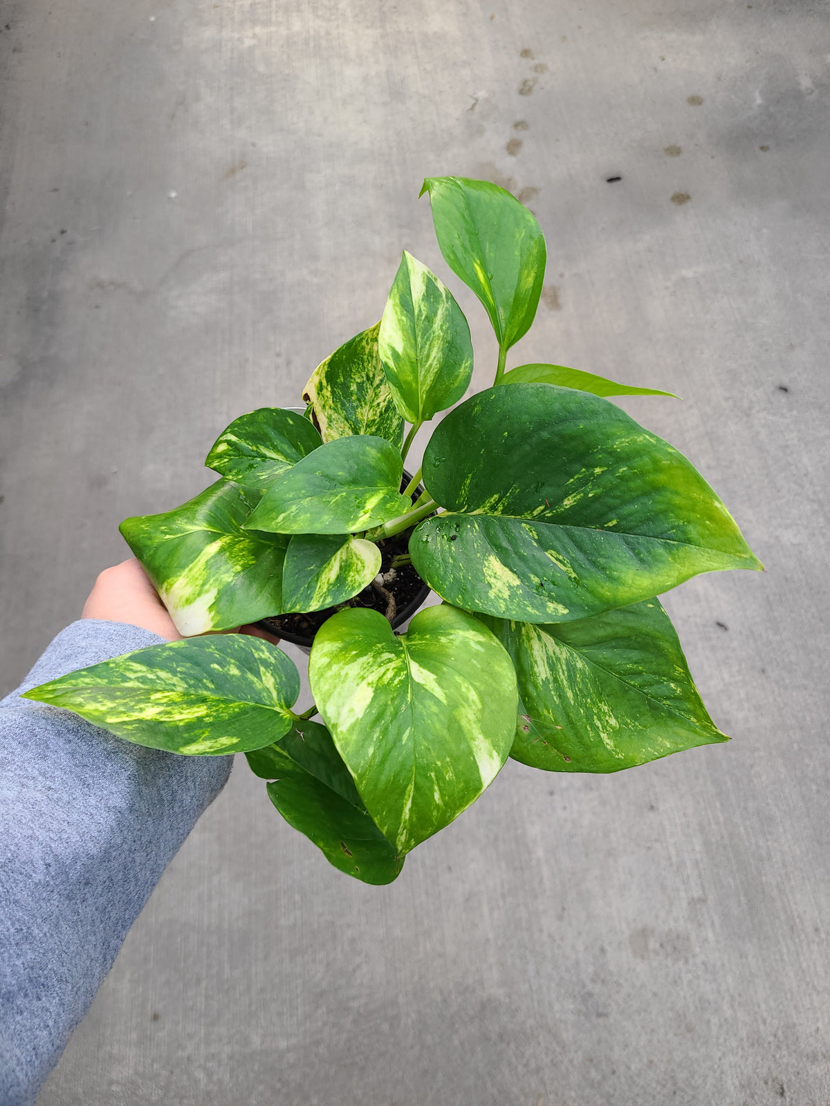 Pothos, Glitter Goddess — Ritters Garden and Gift