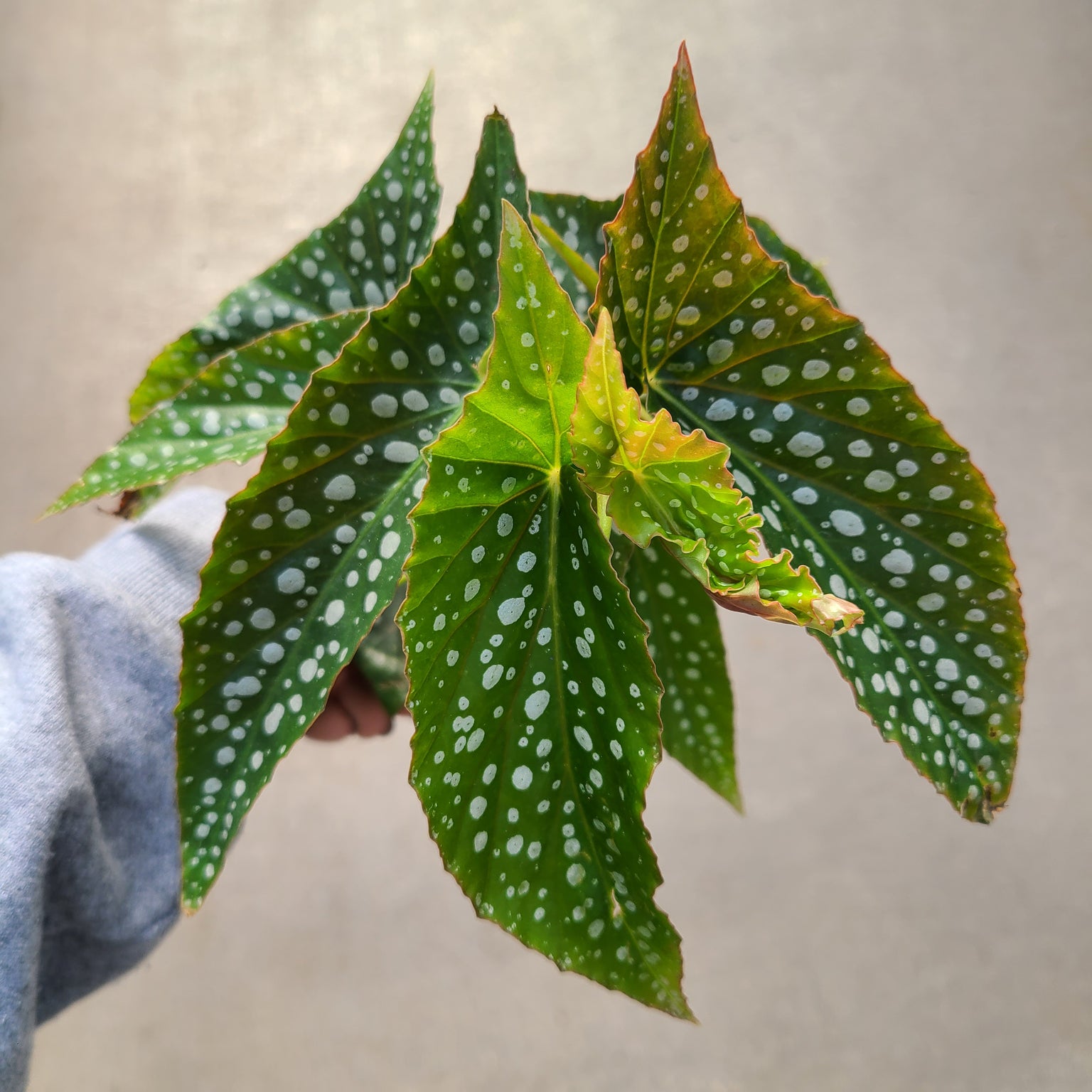 Ritters Garden Center & Nursery — Ritters Garden and Gift