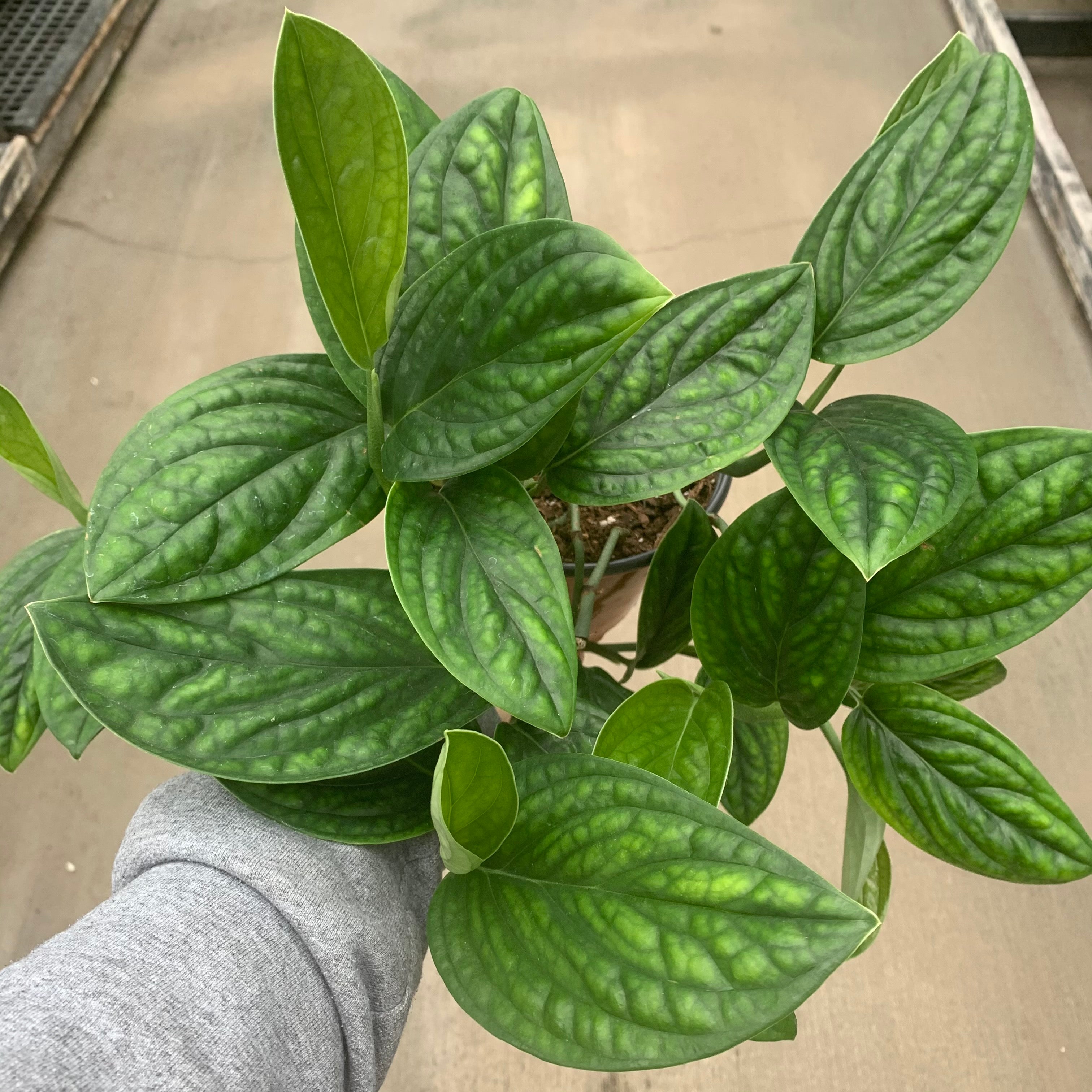 Monstera, Peru — Ritters Garden and Gift