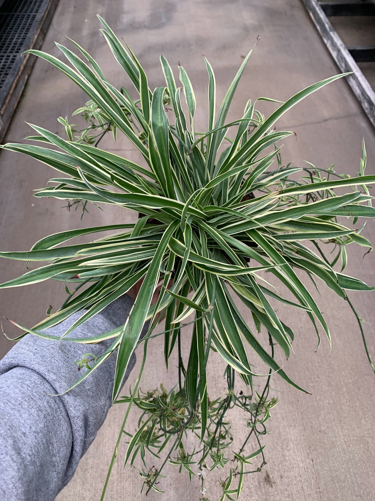 Spider Plant — Ritters Garden and Gift