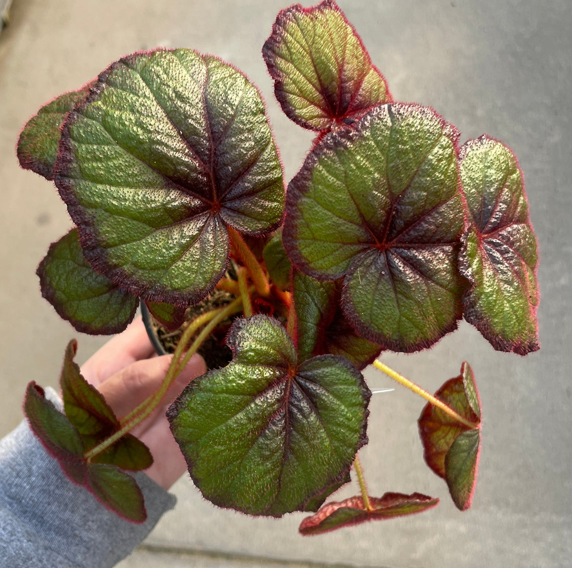 Ritters Garden Center & Nursery — Ritters Garden and Gift