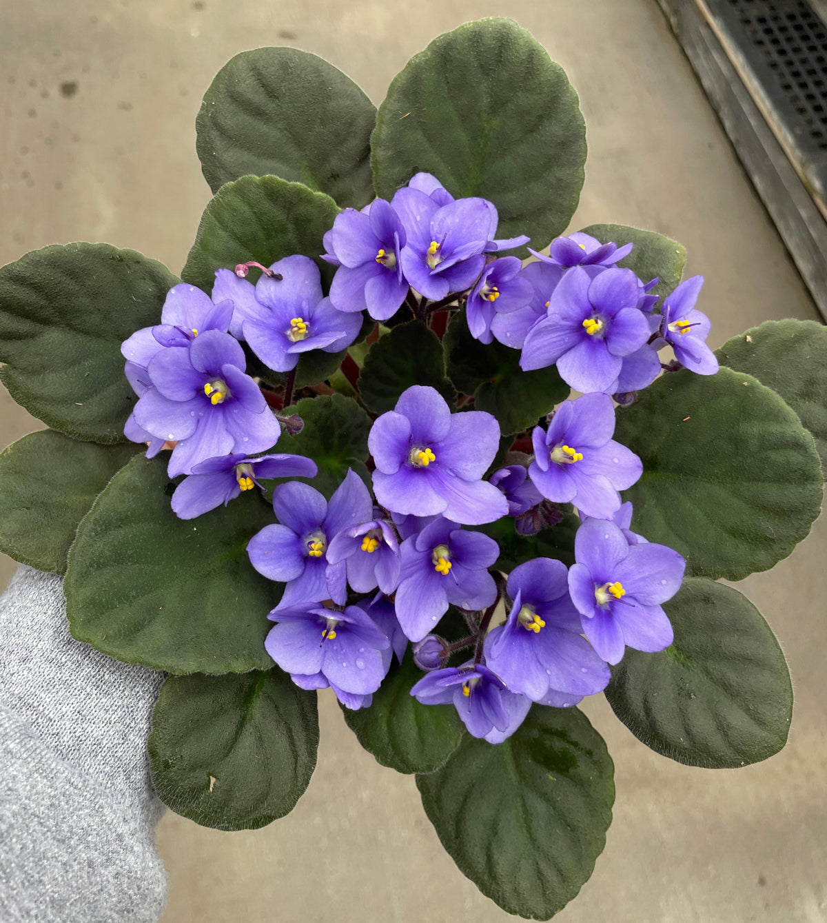 African Violet — Ritters Garden and Gift