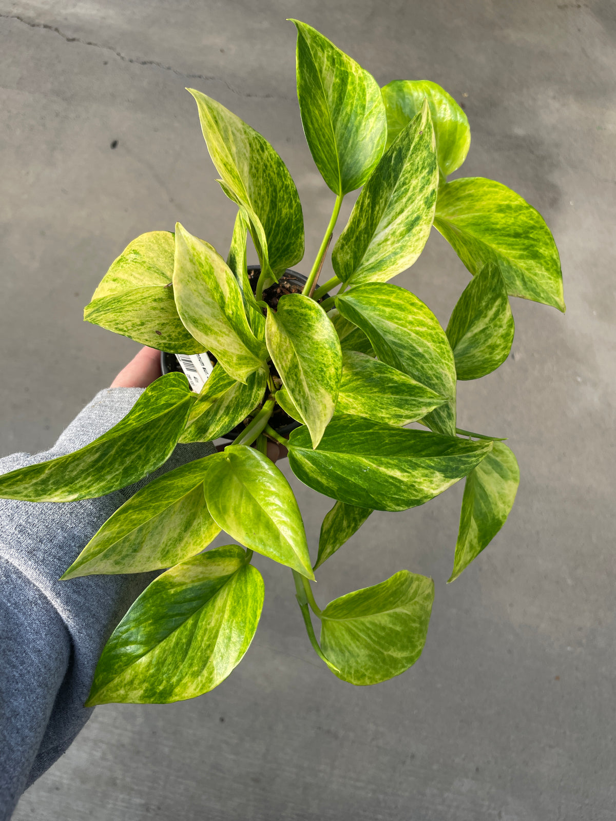 Pothos, Sunshine Goddess — Ritters Garden and Gift