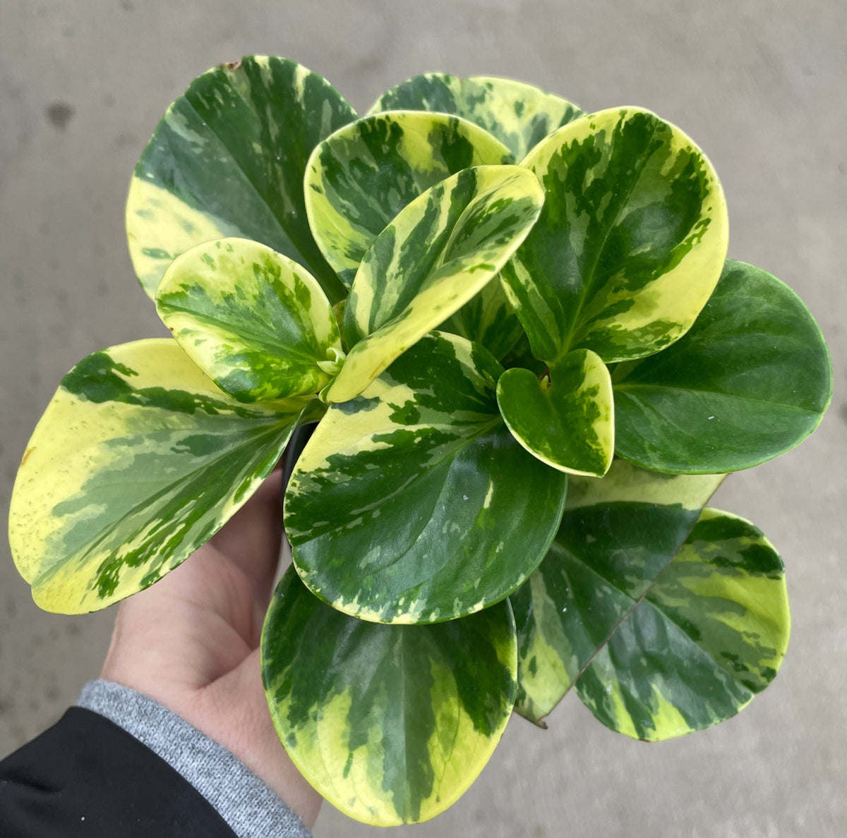Peperomia, Marble — Ritters Garden and Gift