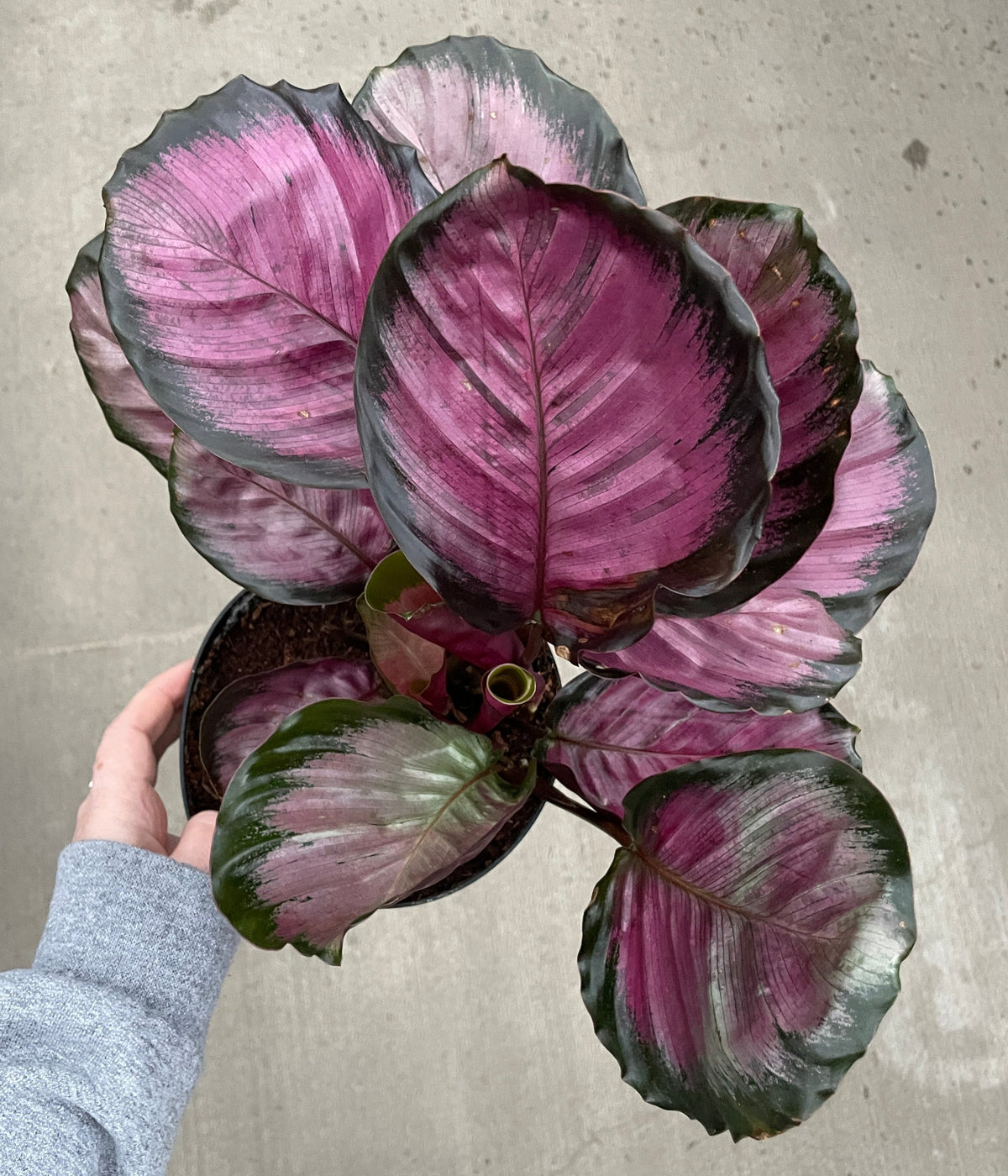 Calathea, Pink Star — Ritters Garden and Gift