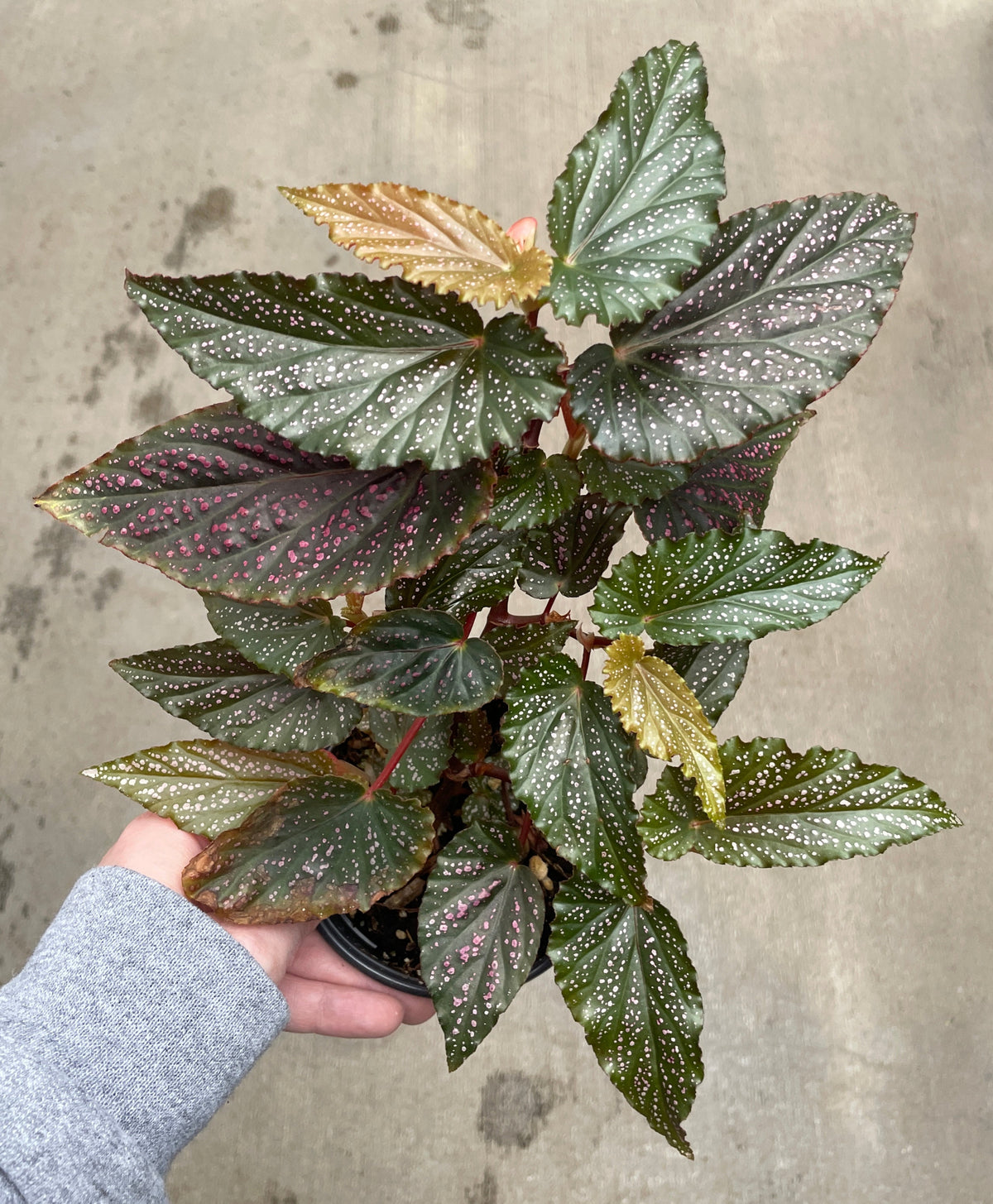 Begonia, Pink Spot — Ritters Garden and Gift