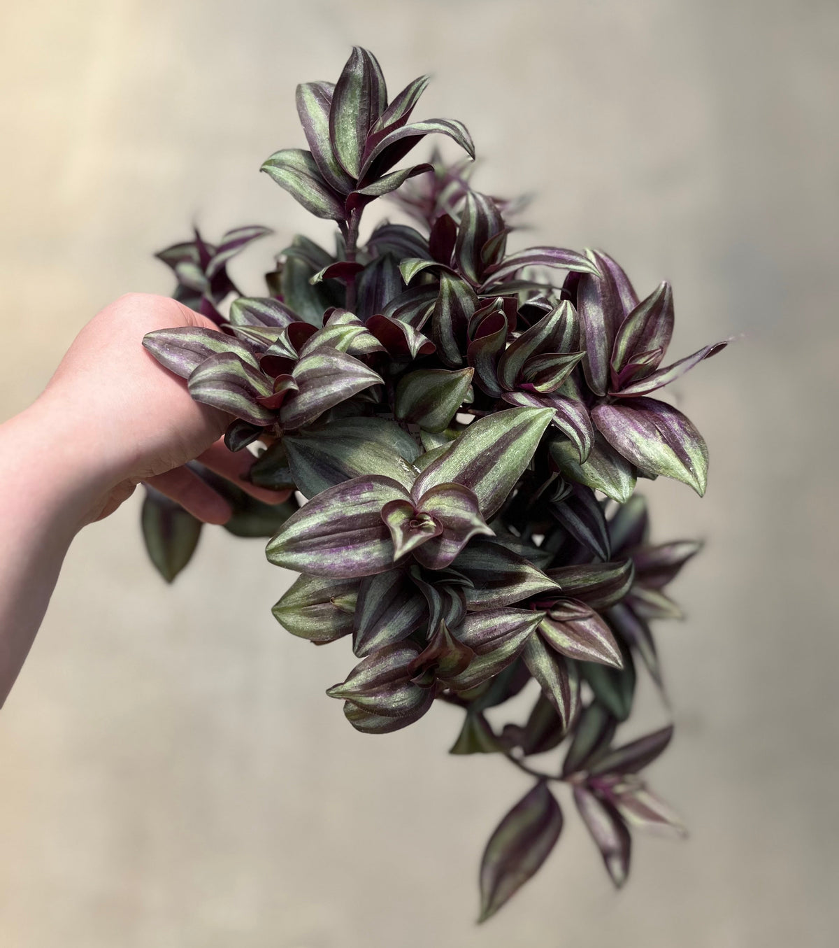 Wandering Jude - Zebrina — Ritters Garden and Gift