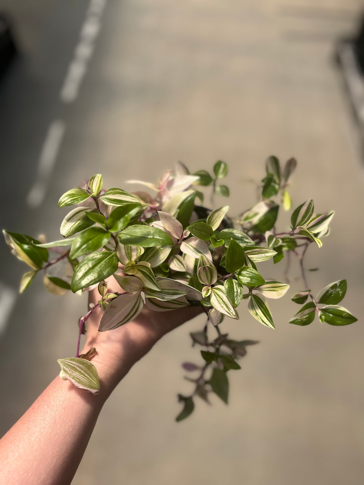 Wandering Jude, Pink Princess — Ritters Garden and Gift