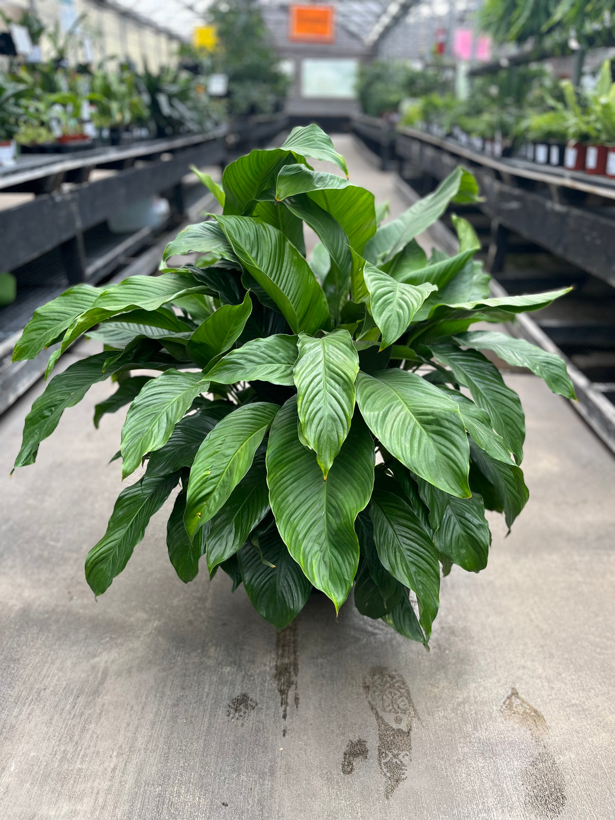 Peace Lily — Ritters Garden and Gift