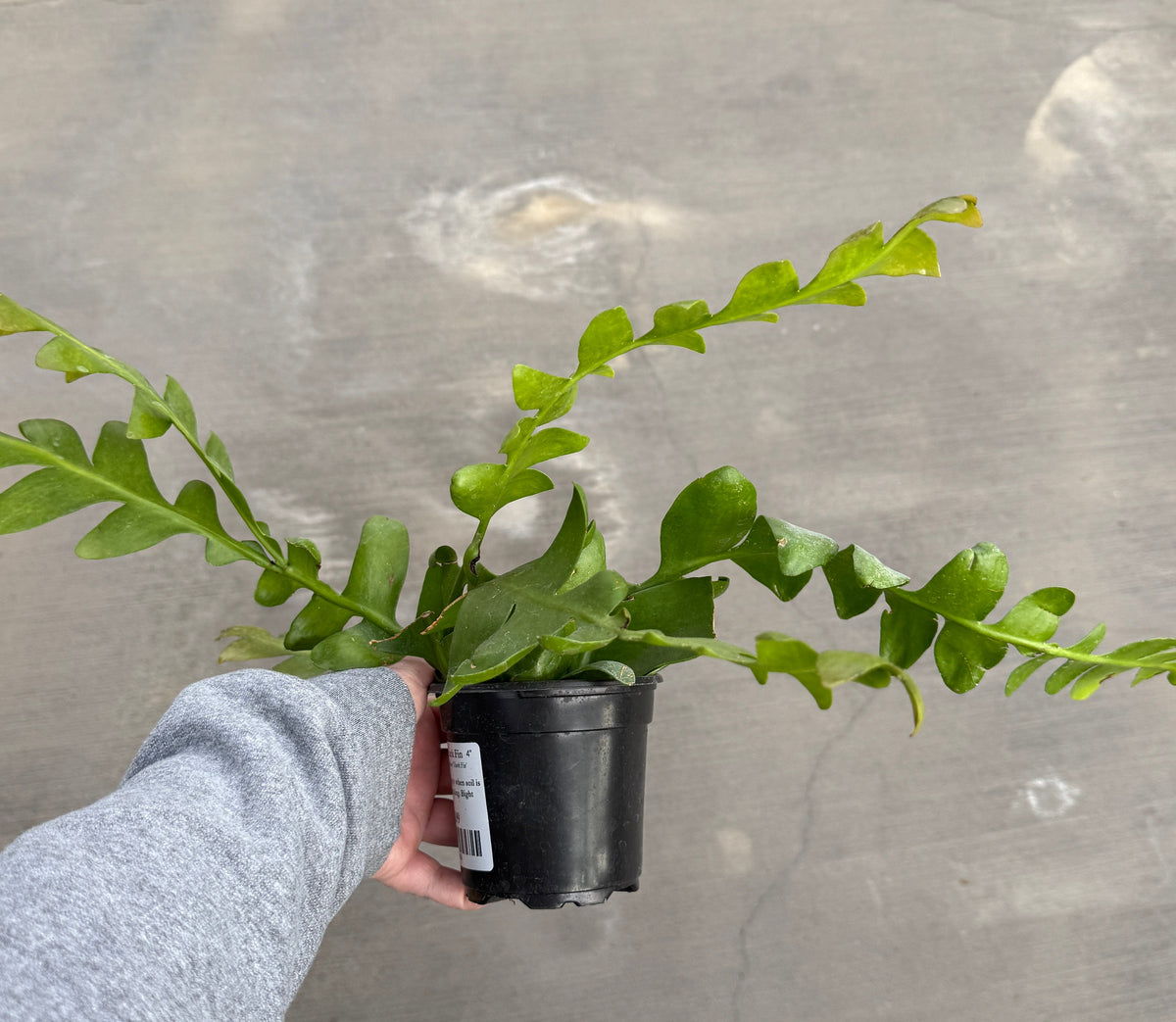 Cactus, Shark Fin — Ritters Garden and Gift