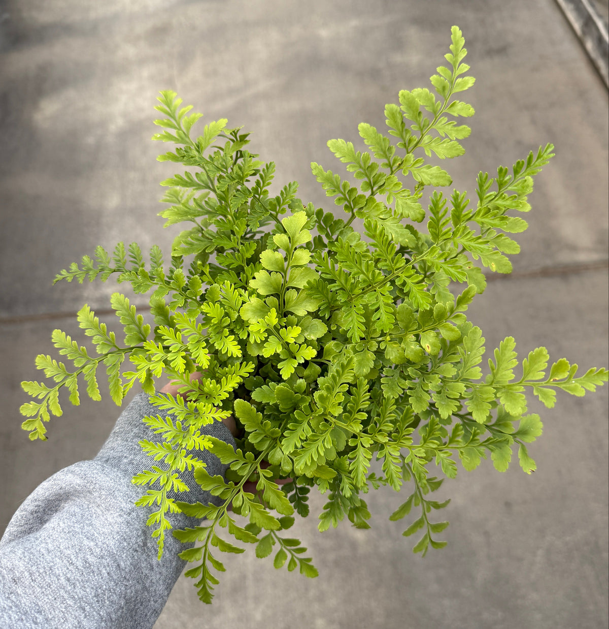 Fern, Austral Gem — Ritters Garden and Gift