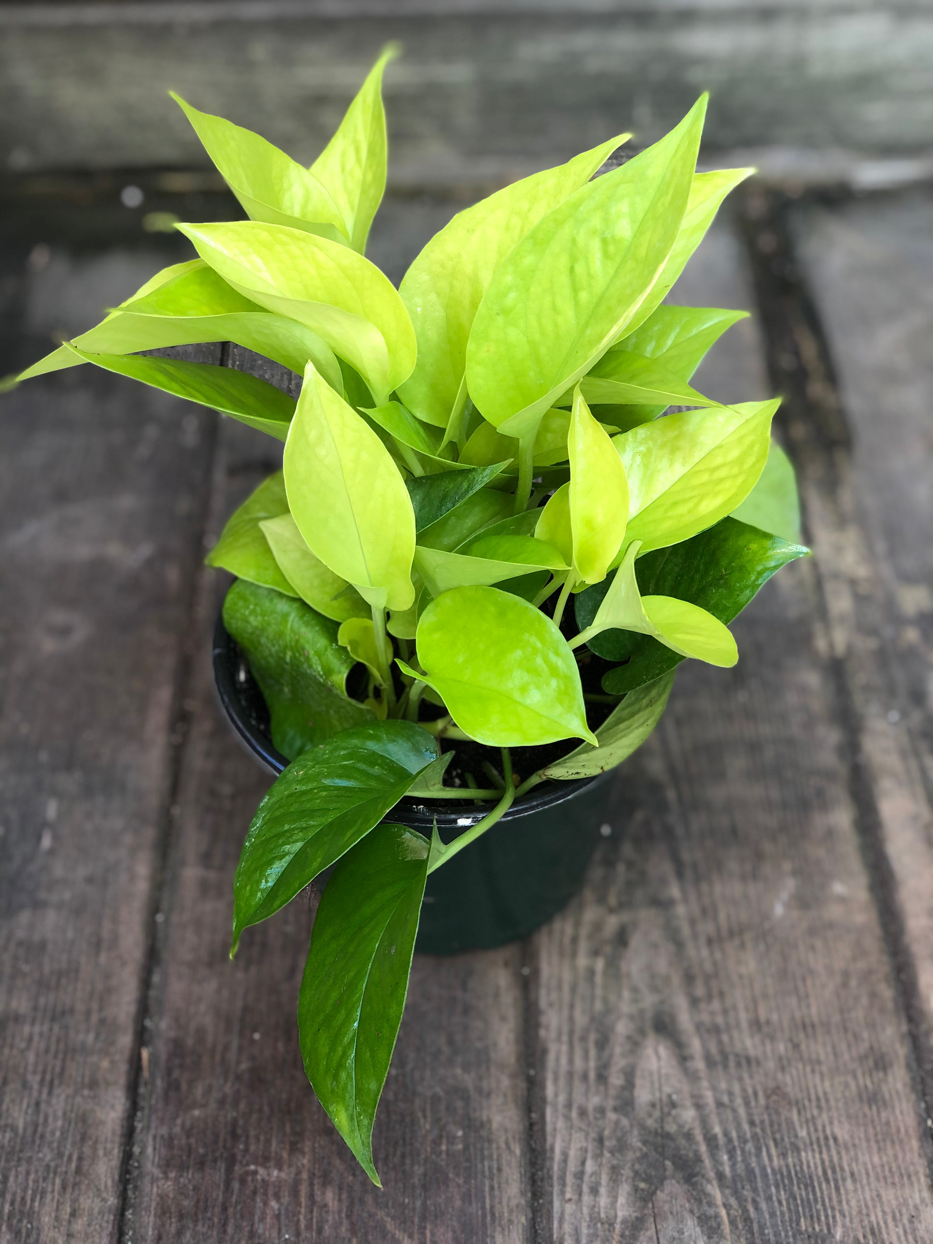Pothos, Neon — Ritters Garden and Gift