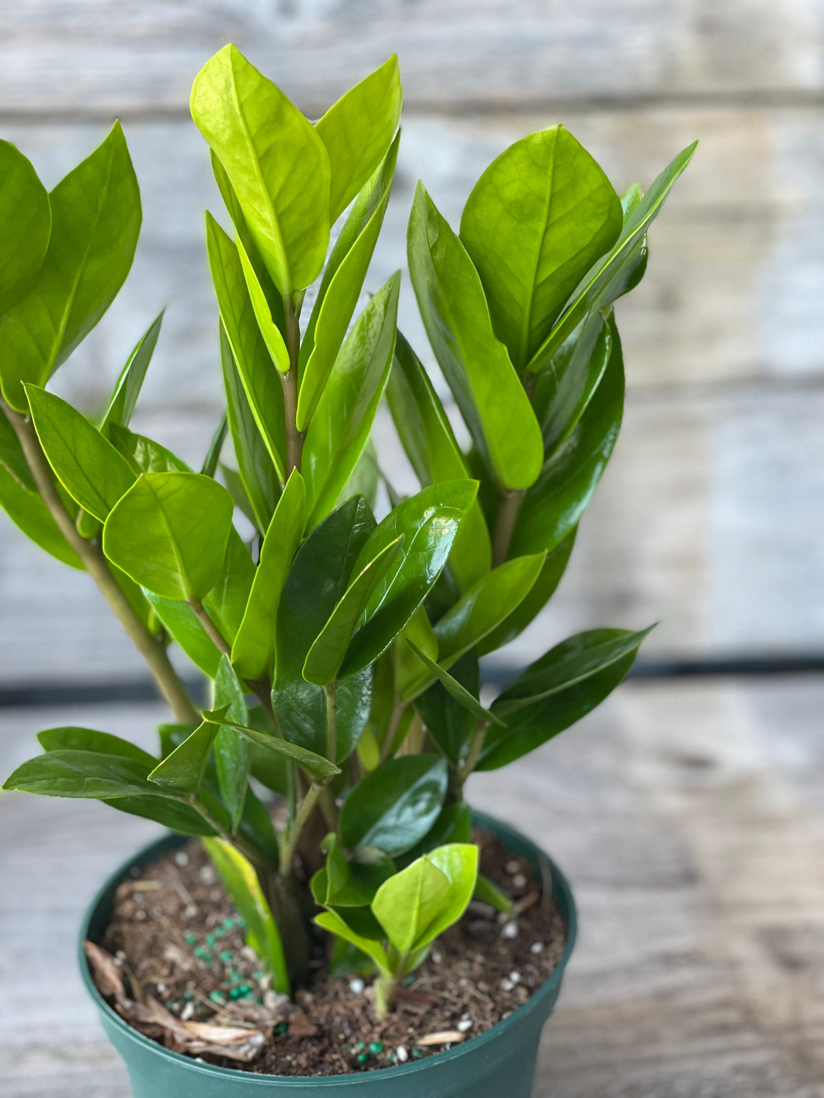 ZZ, Green — Ritters Garden and Gift